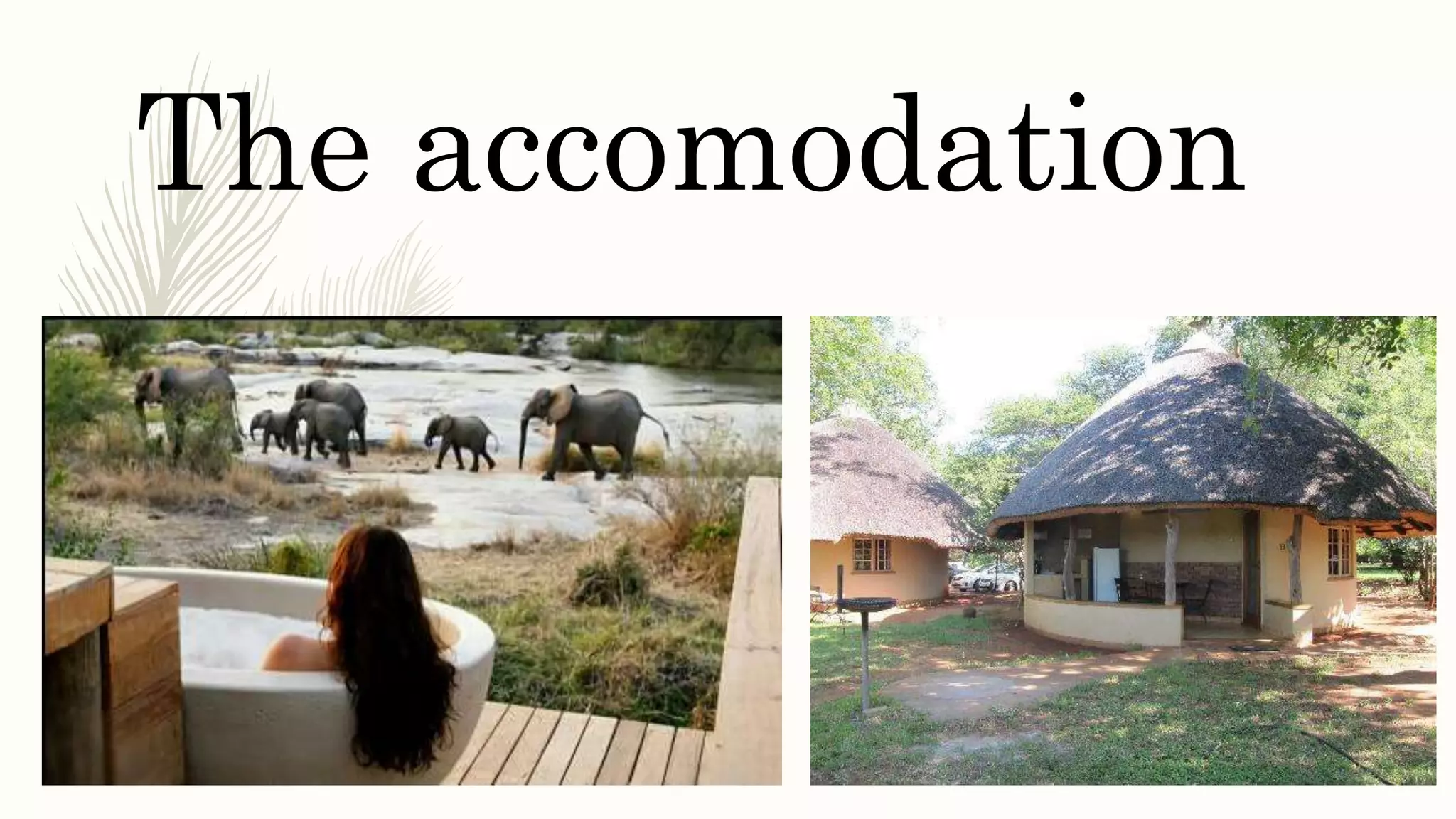 South africa safari 1 | PPT