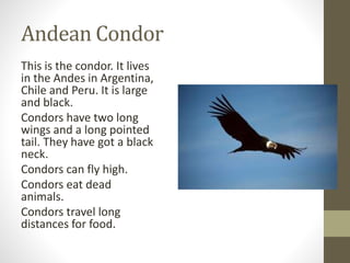 South american animals for 2nd form | PPT