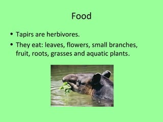 South american tapir | PPT