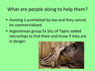 South american tapir | PPT