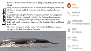 Southasian_Riverdolphin.pptx
