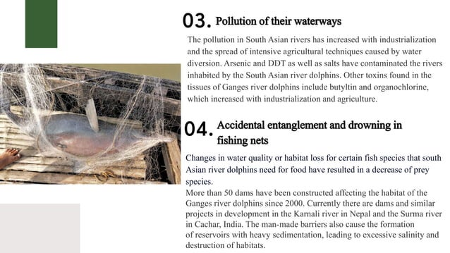 Southasian_Riverdolphin.pptx