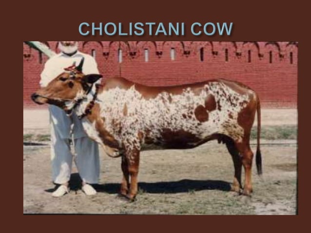 Livestock and Poultry Sectors in Pakistan | PPTX | Agriculture | Industries