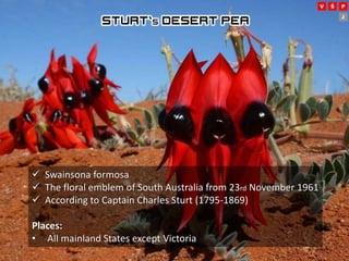 South australia | PPTX