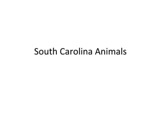 South Carolina Animals | PPT