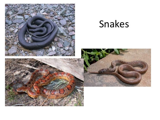 South Carolina Animals