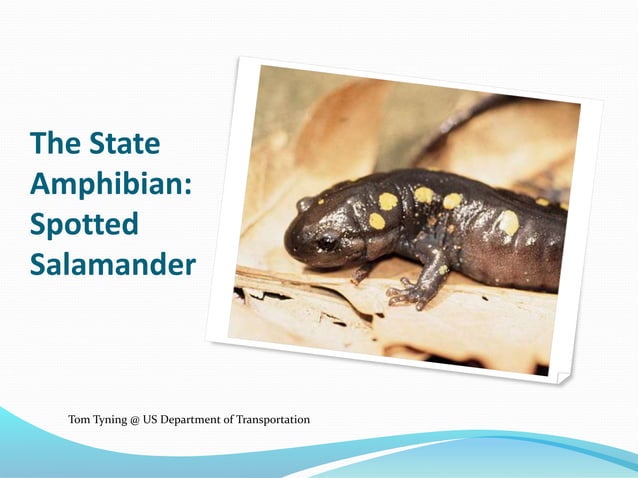 South Carolina State Symbols | PPT