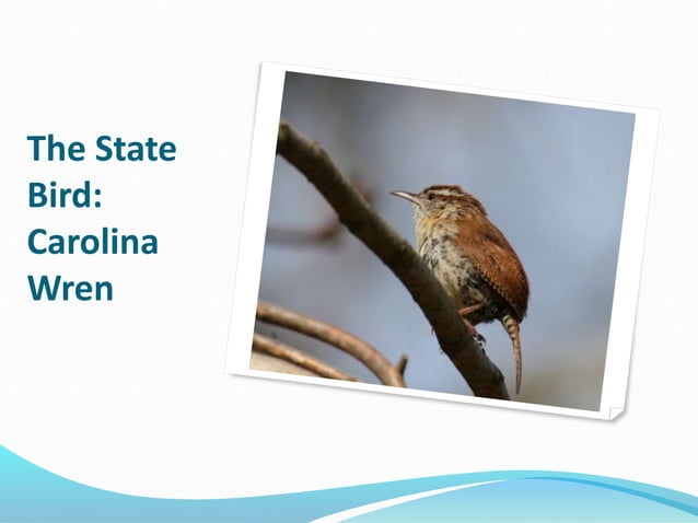 South Carolina State Symbols | PPT