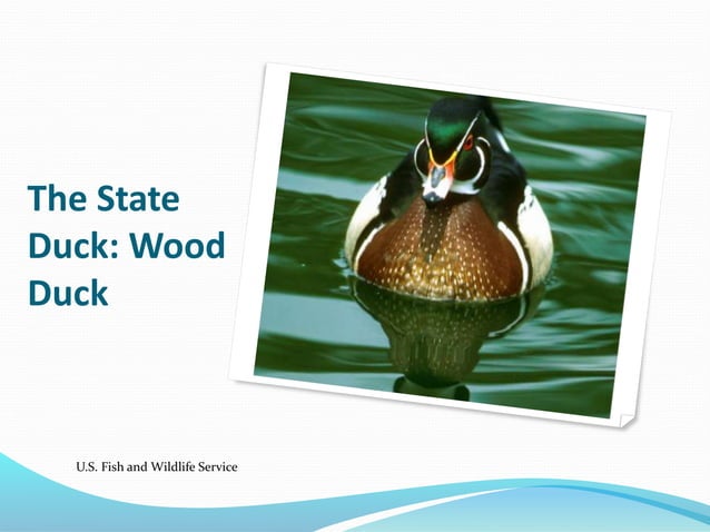 South Carolina State Symbols | PPT