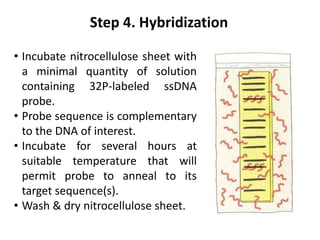 Souther and northern blotting systems | PPTX