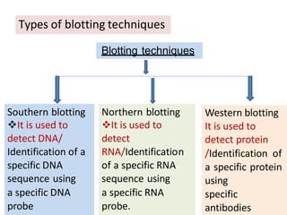 Southern-blotting-and-Western-blotting.pptx