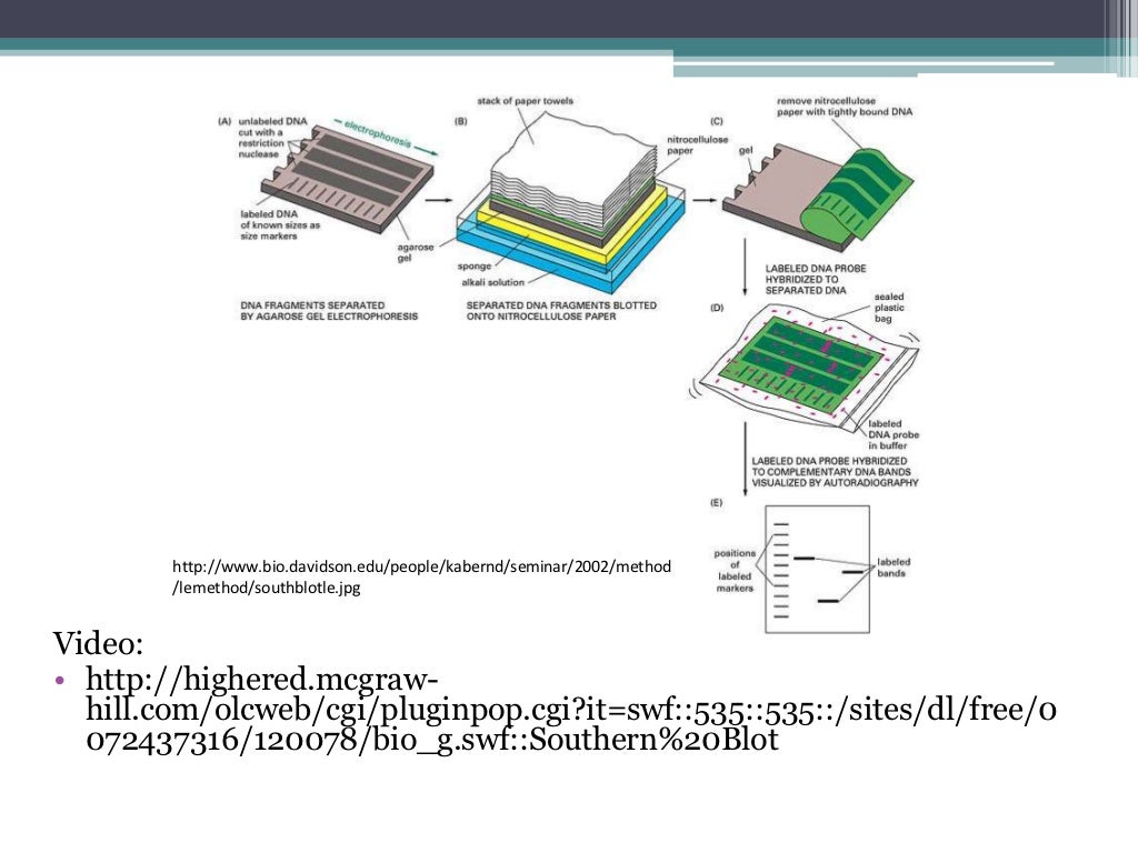 Southern blot analysis - perety