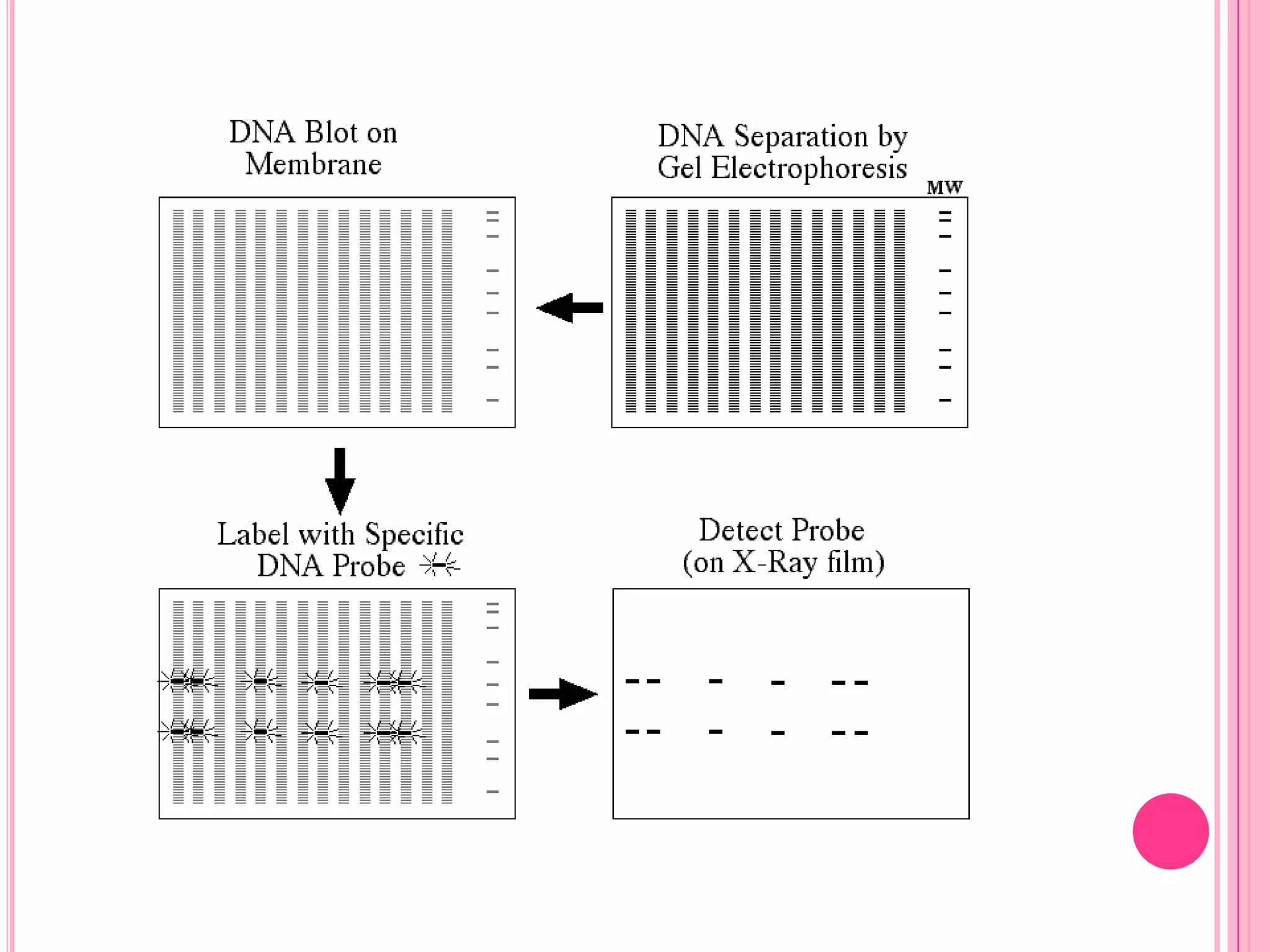 Southern blot | PPTX