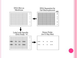 Southern blot | PPTX