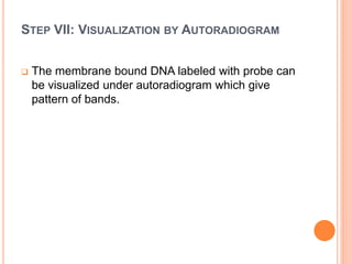 Southern blot kanchana | PPTX