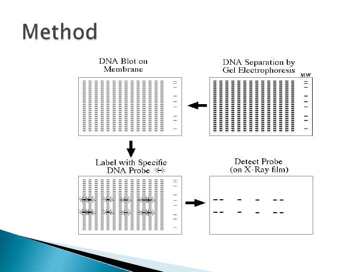 Southern blot method
