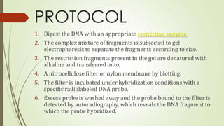 Southern blot | PPTX