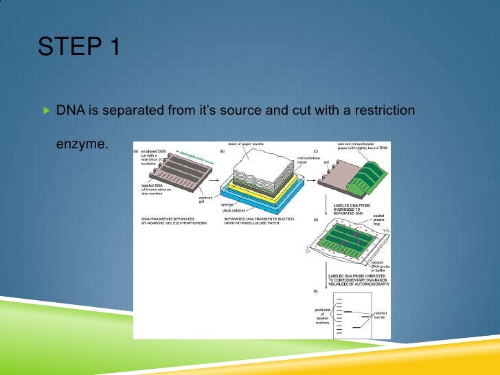 Southern blot power point