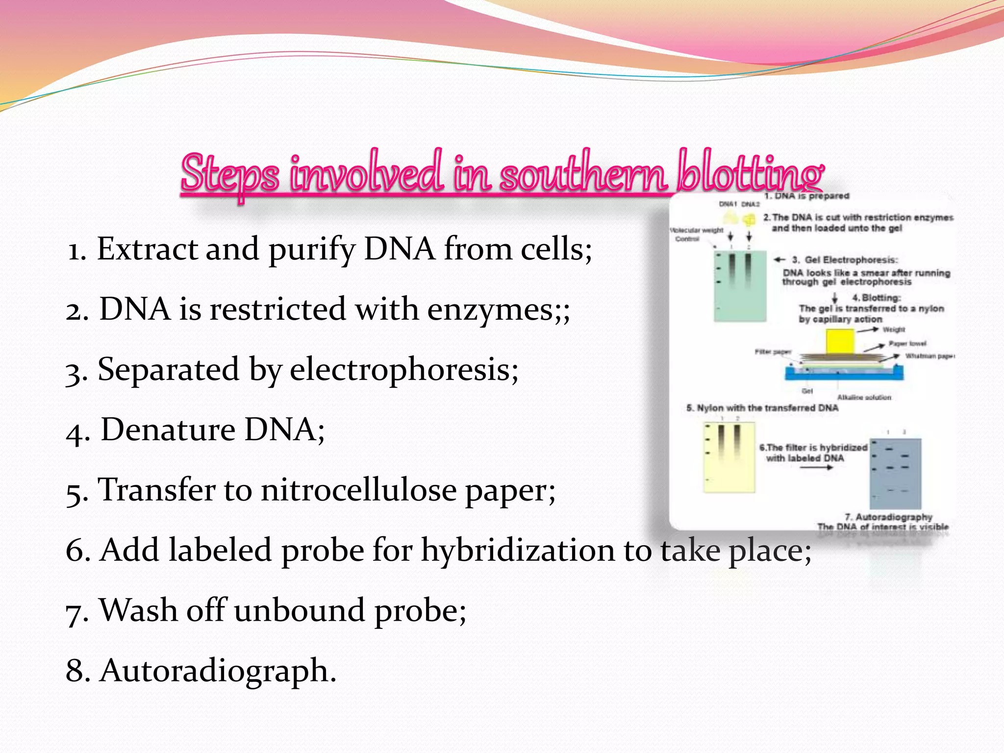 Southern blotting | PPTX