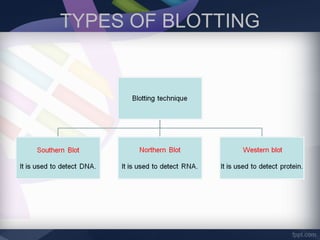 Southern blotting | PPT