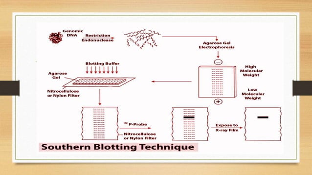 Southern blotting | PPTX