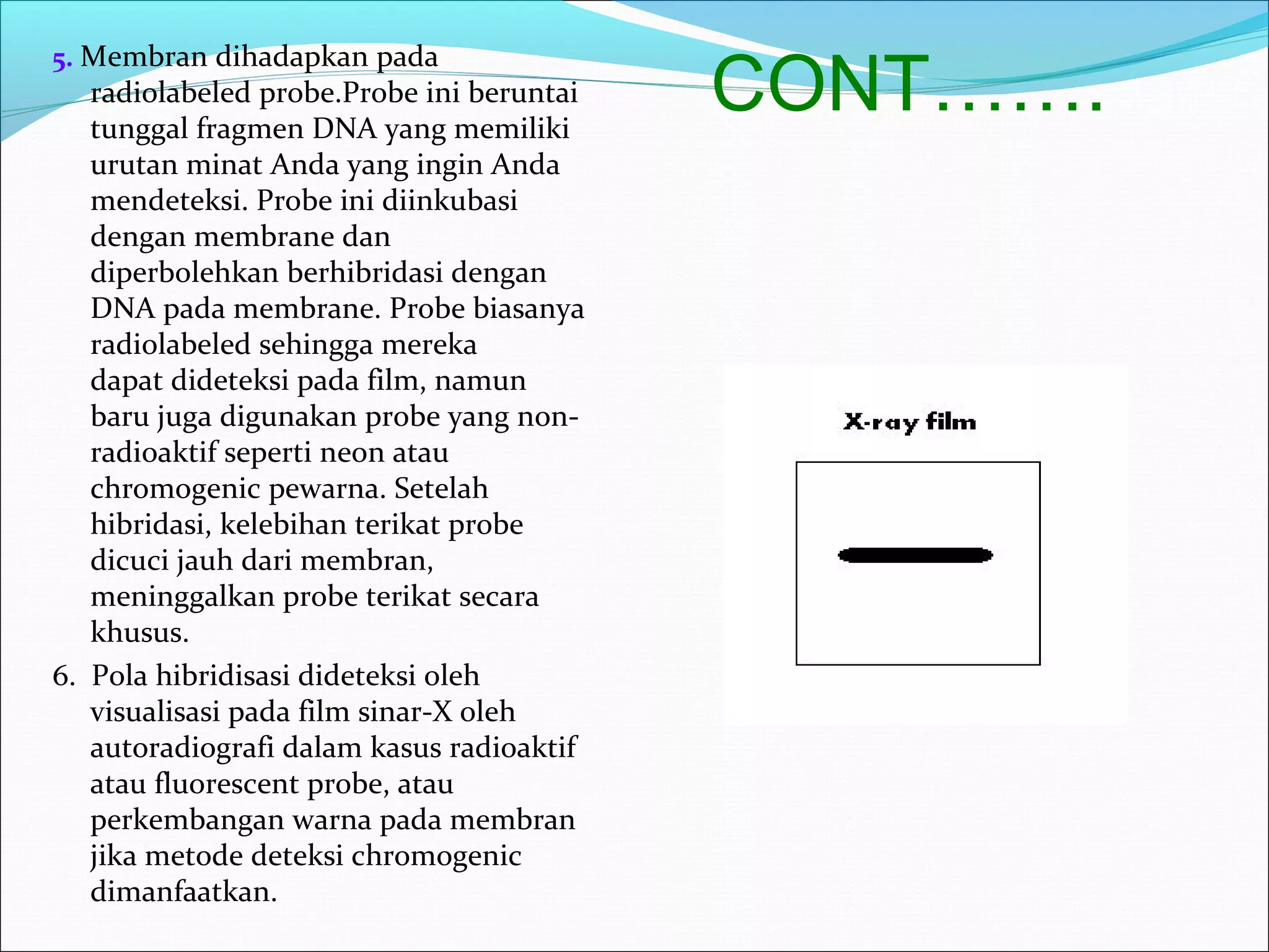 Southern blotting ppptuuuuuuu | PPT
