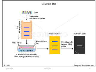 Southern blotting technique | PPTX | Genetics | Science