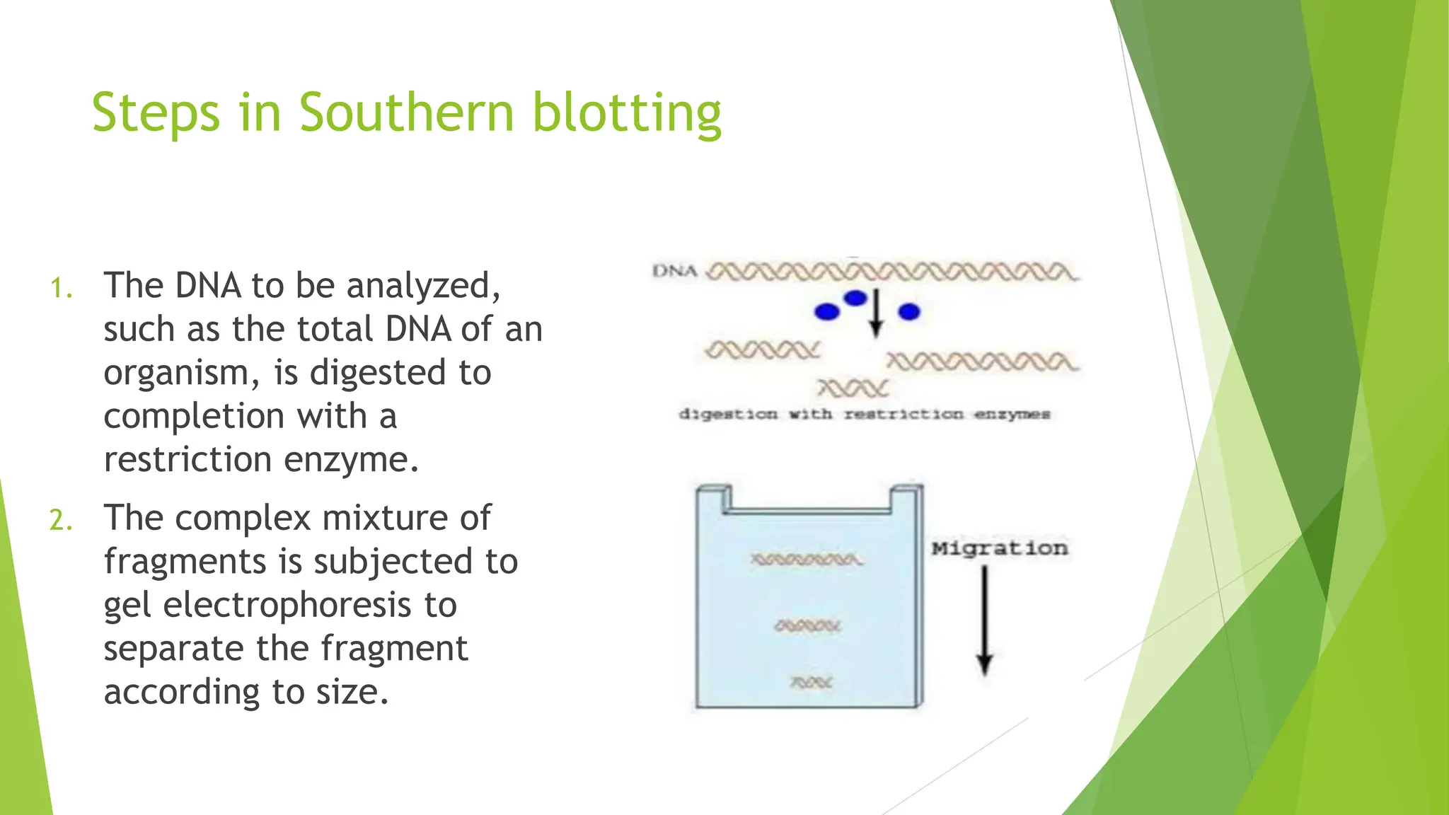 southern blot, western blot,blotting technique ,blotppt.pptx
