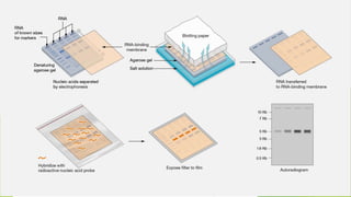 southern blot, western blot,blotting technique ,blotppt.pptx