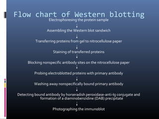Western Blotting Flow Chart