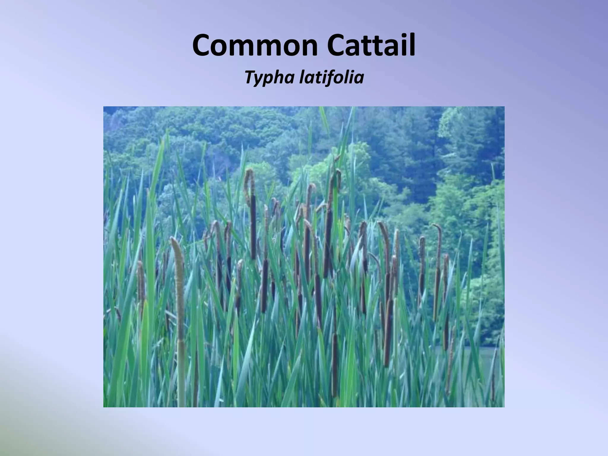 BIOS 275:KERI SHEA: ISGRIGG | PPTX | Birdwatching | Hobbies & Interests