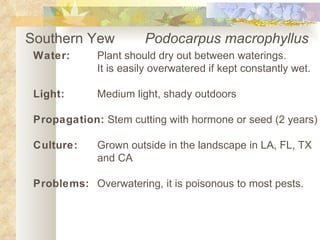 Southern Yew Show | PPT