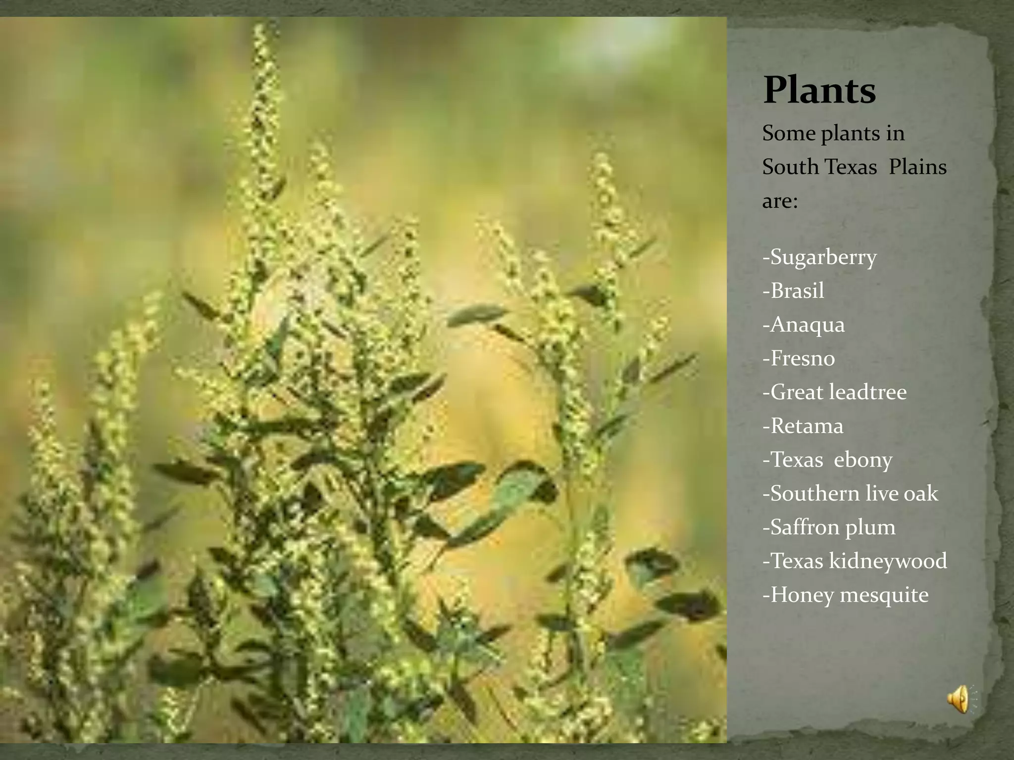 South texas plains | PPSX | Geography | Science