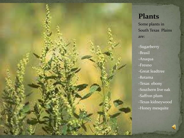 South texas plains | PPSX | Geography | Science