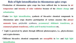 Effect of light intensity and Shade on performance of Rhizomatous Spice ...
