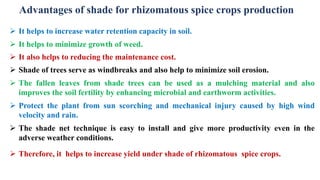 Effect of light intensity and Shade on performance of Rhizomatous Spice ...