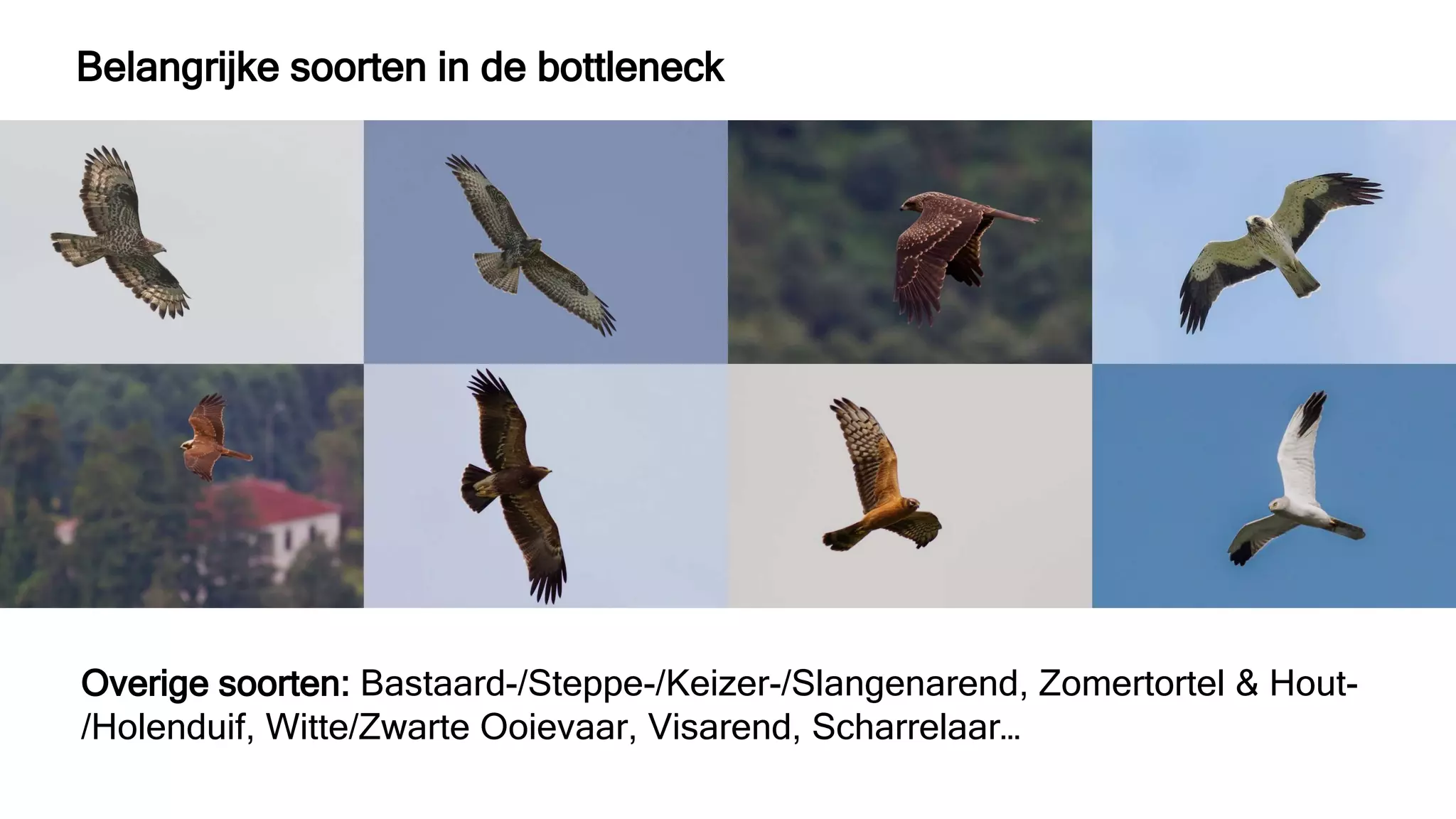 Batumi Raptor Count (Bart Hoekstra) | PPT