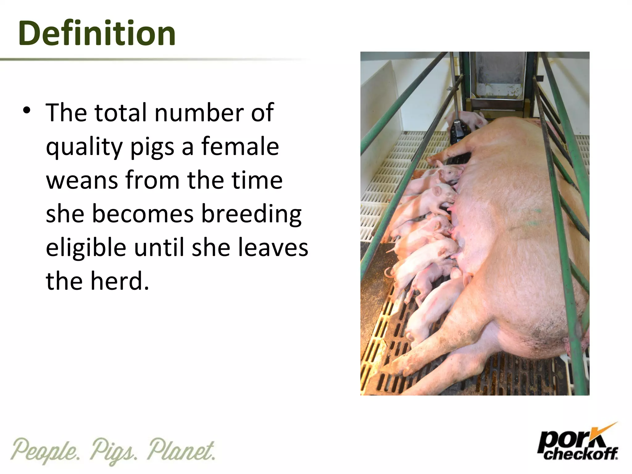 Sow Lifetime Productivity | PPT