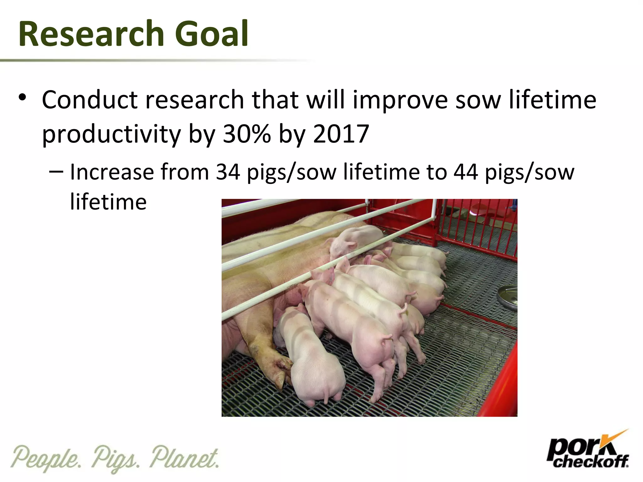 Sow Lifetime Productivity | PPT
