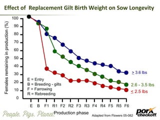 Sow Lifetime Productivity | PPT