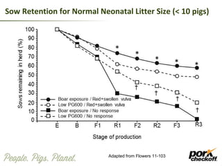 Sow Lifetime Productivity | PPT