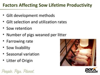 Sow Lifetime Productivity | PPT