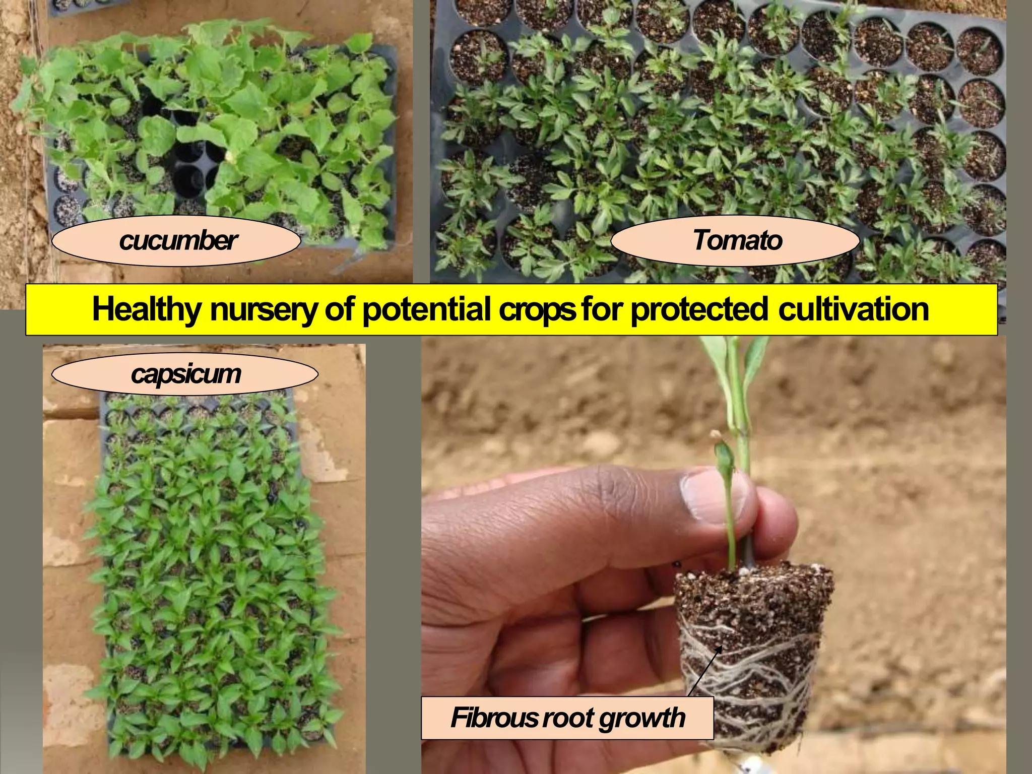 Protected Cultivation of Vegetable crops | PPTX