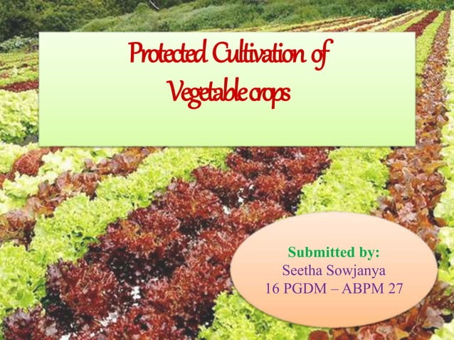 Protected Cultivation of Vegetable crops | PPTX | Agriculture | Industries