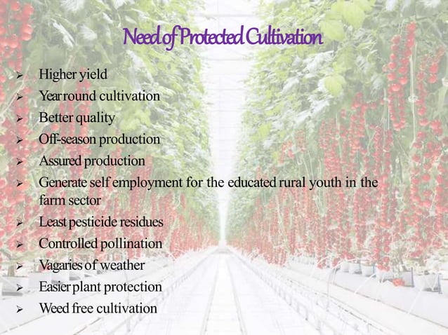Protected Cultivation of Vegetable crops | PPTX | Agriculture | Industries