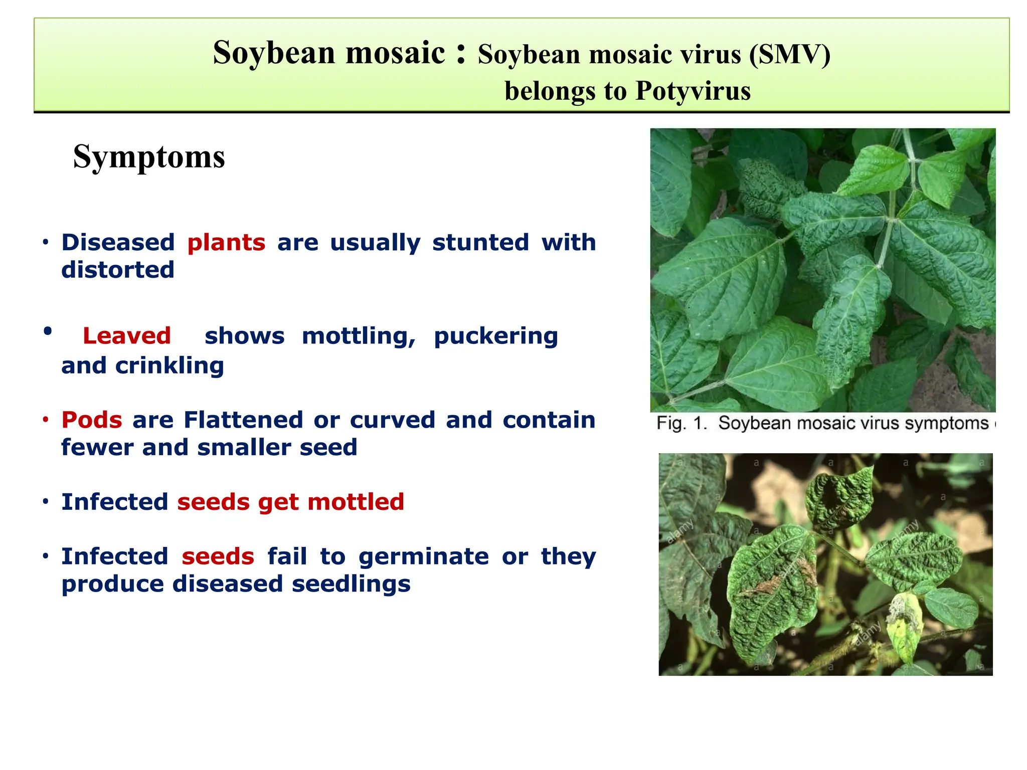 Important diseases of Soyabean management.pptx
