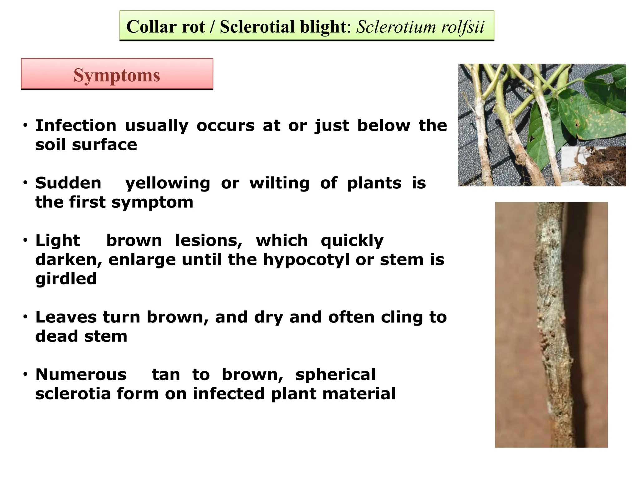 Important diseases of Soyabean management.pptx