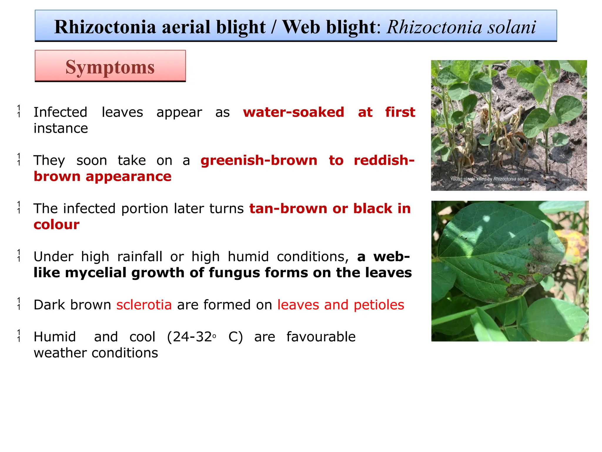 Important diseases of Soyabean management.pptx