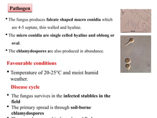 Important diseases of Soyabean management.pptx