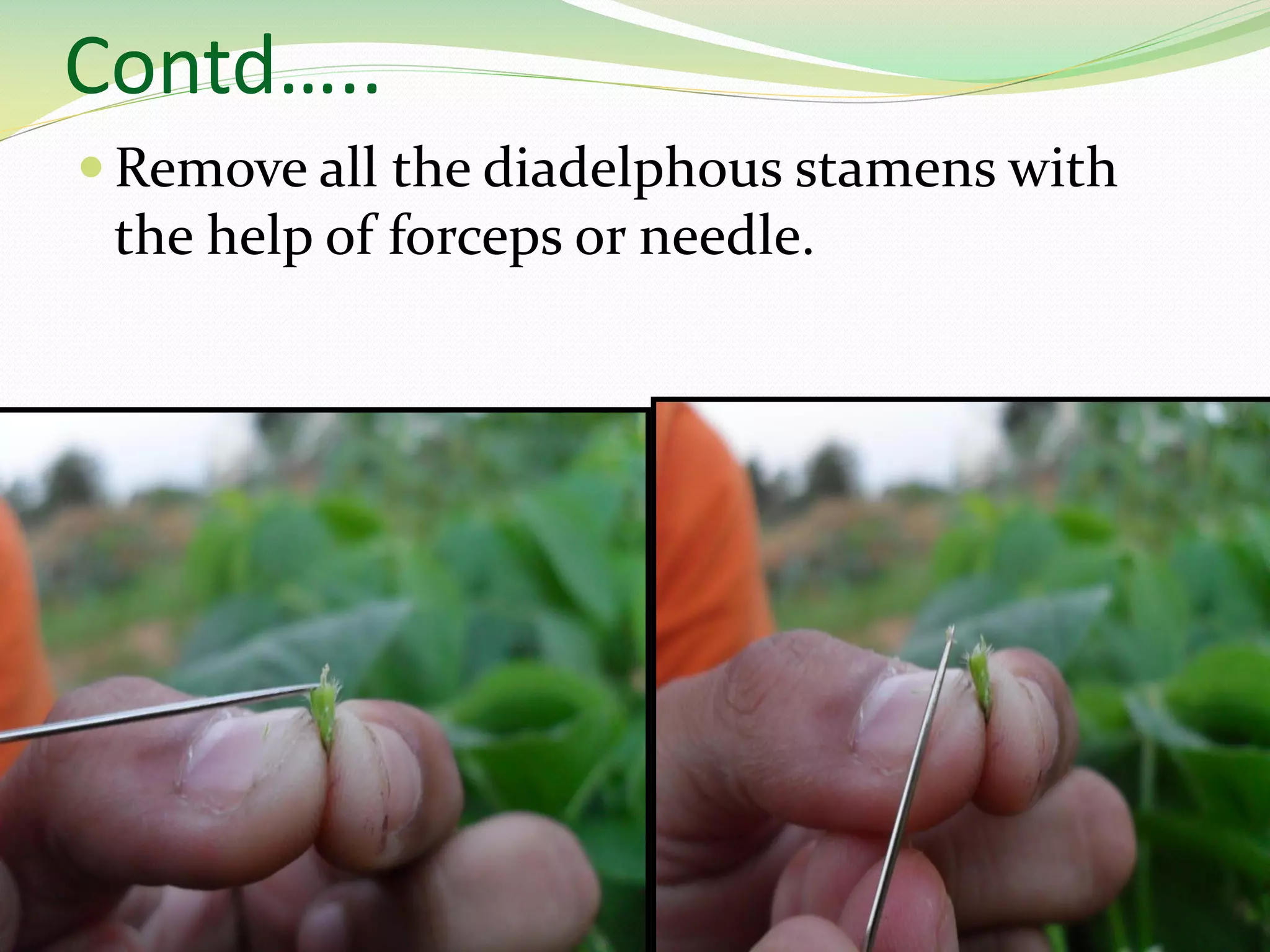 Soyabean | PDF | Gardening | Home & Garden